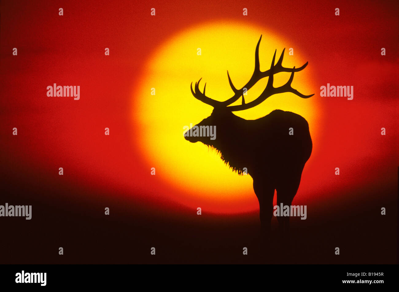 Bull elk (Cervus elaphus) at sunset, Rocky Mountains, western Alberta ...