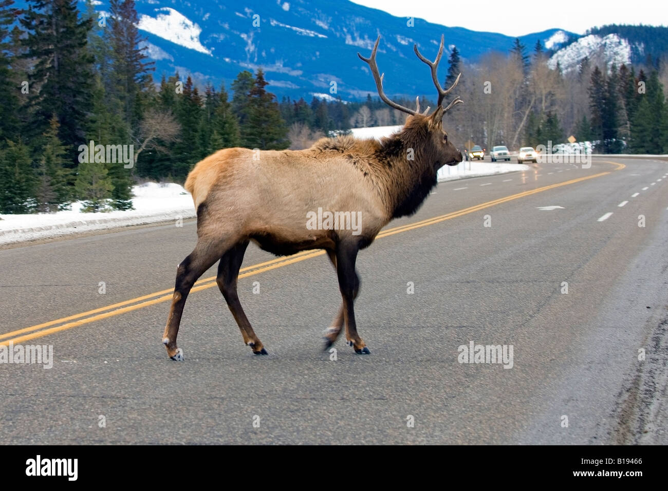 Bull elk crossing the highway hi-res stock photography and images - Alamy