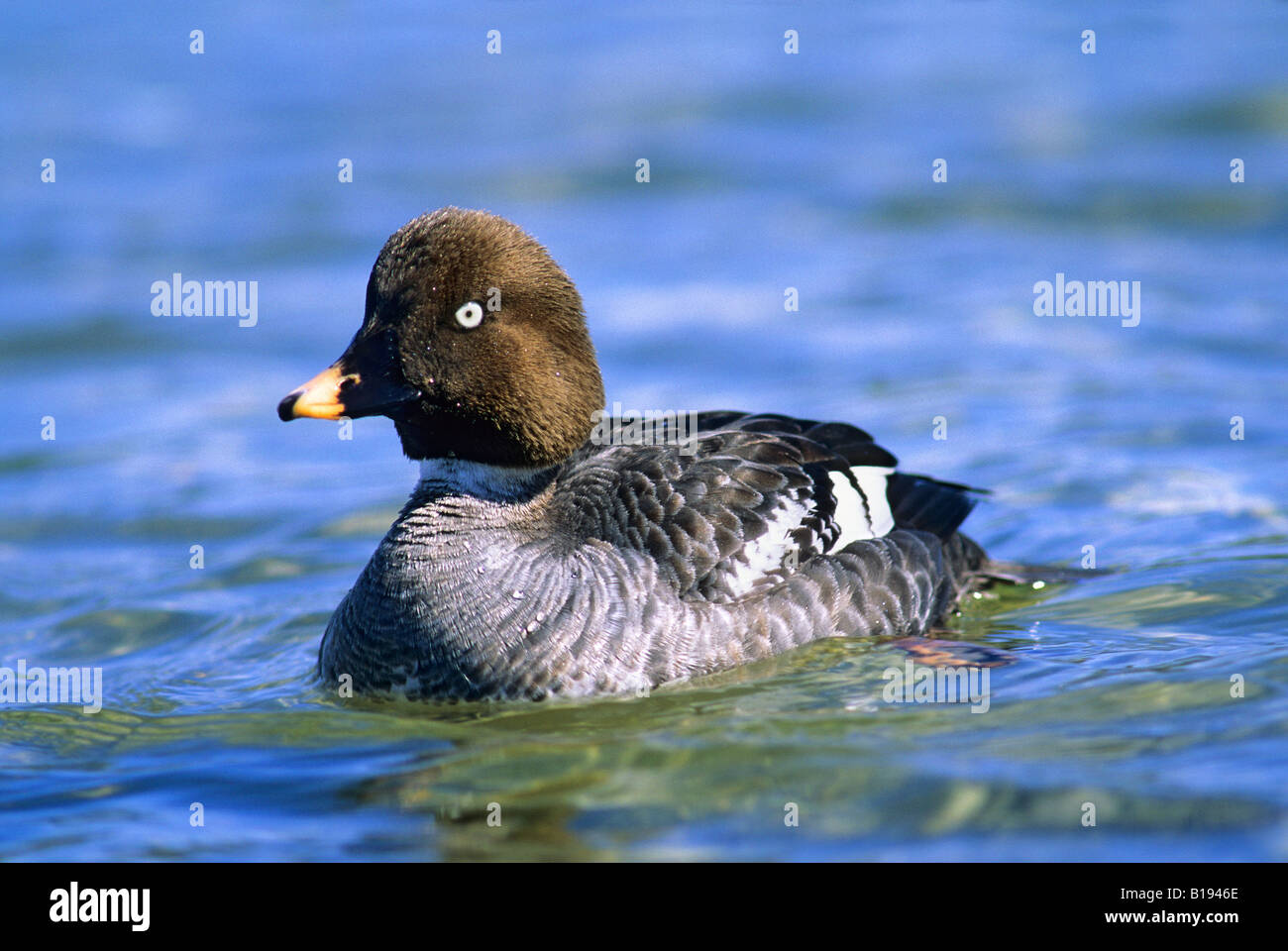 Prince albert nation hi-res stock photography and images - Alamy