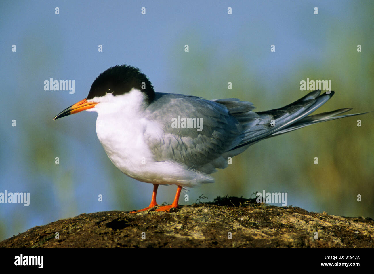 Forsters tern sterna forsteri adult hi-res stock photography and images ...