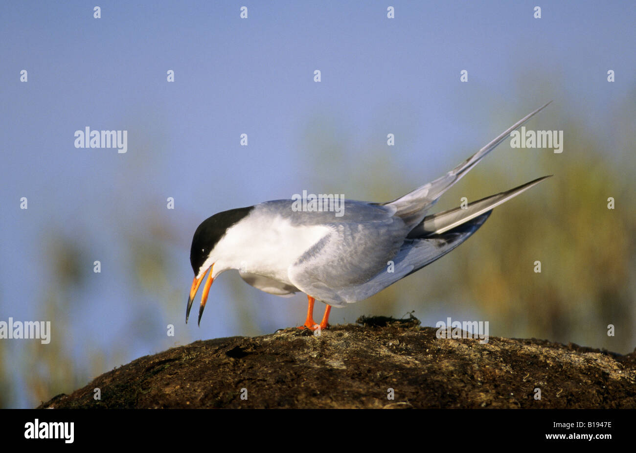 Forsters tern sterna forsteri adult hi-res stock photography and images ...