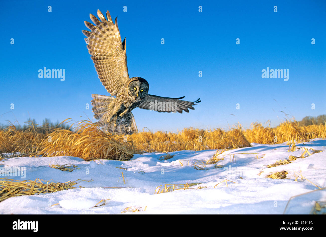 Swooping hi-res stock photography and images - Alamy
