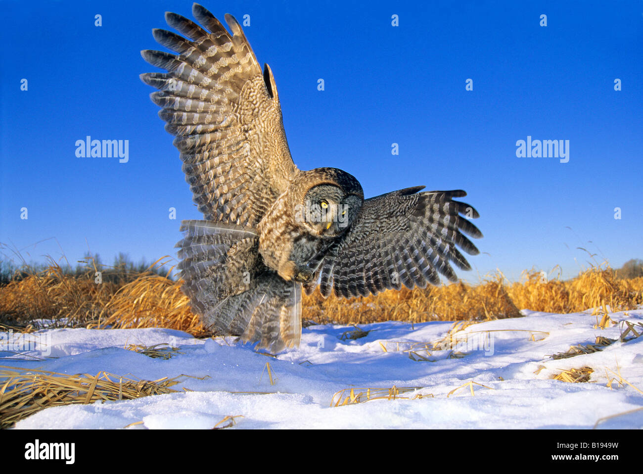 Swooping hi-res stock photography and images - Alamy