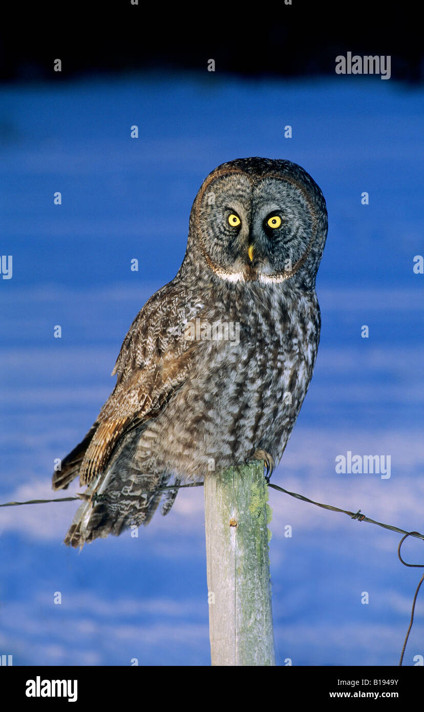 Great gray owl (Stric nebulosa) hunting voles in a roadside ditch ...