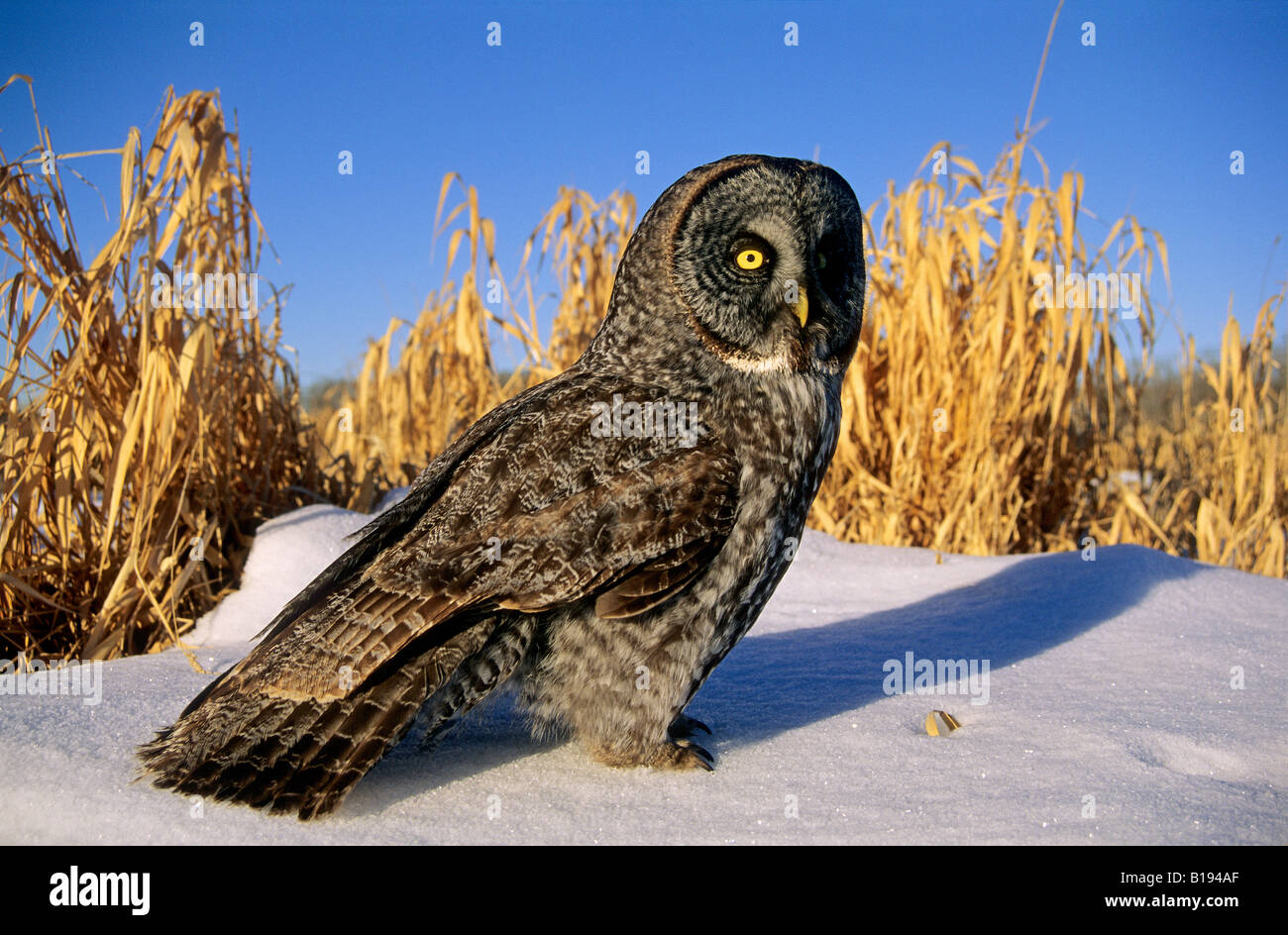 Adult great gray owl (Strix nebulosa) hunting in a winter roadside ...