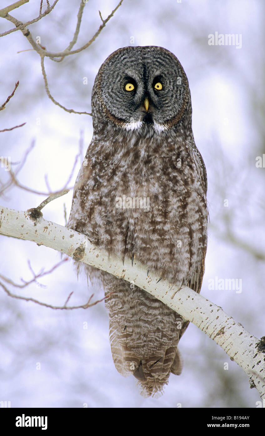 Adult great gray owl (Strix nebulosa) hunting in a winter roadside ...
