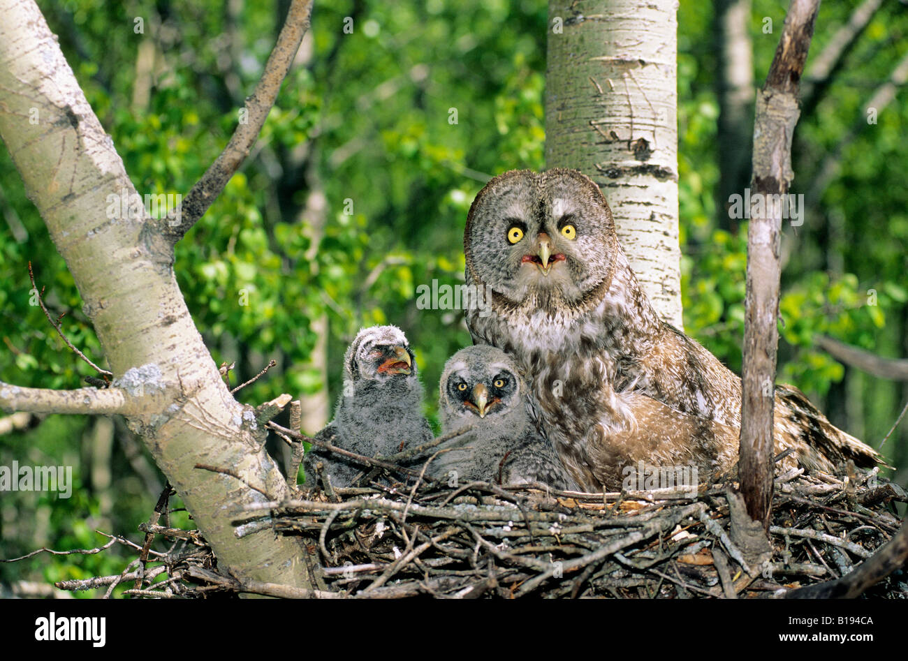 Adult female great gray owl (Strix nebulosa) and two chicks nesting in ...