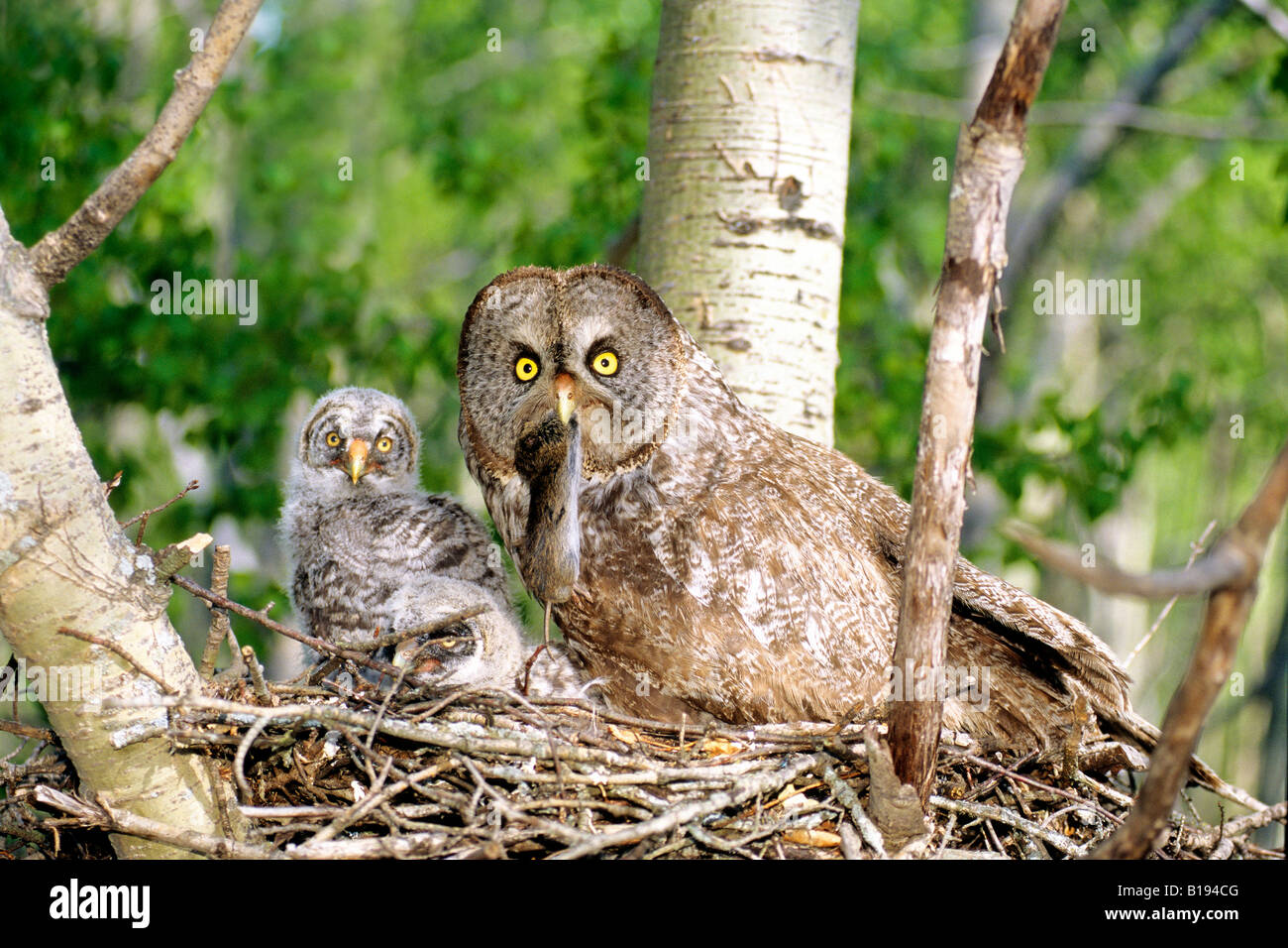 Adult female great gray owl (Strix nebulosa) feeding a vole to its ...