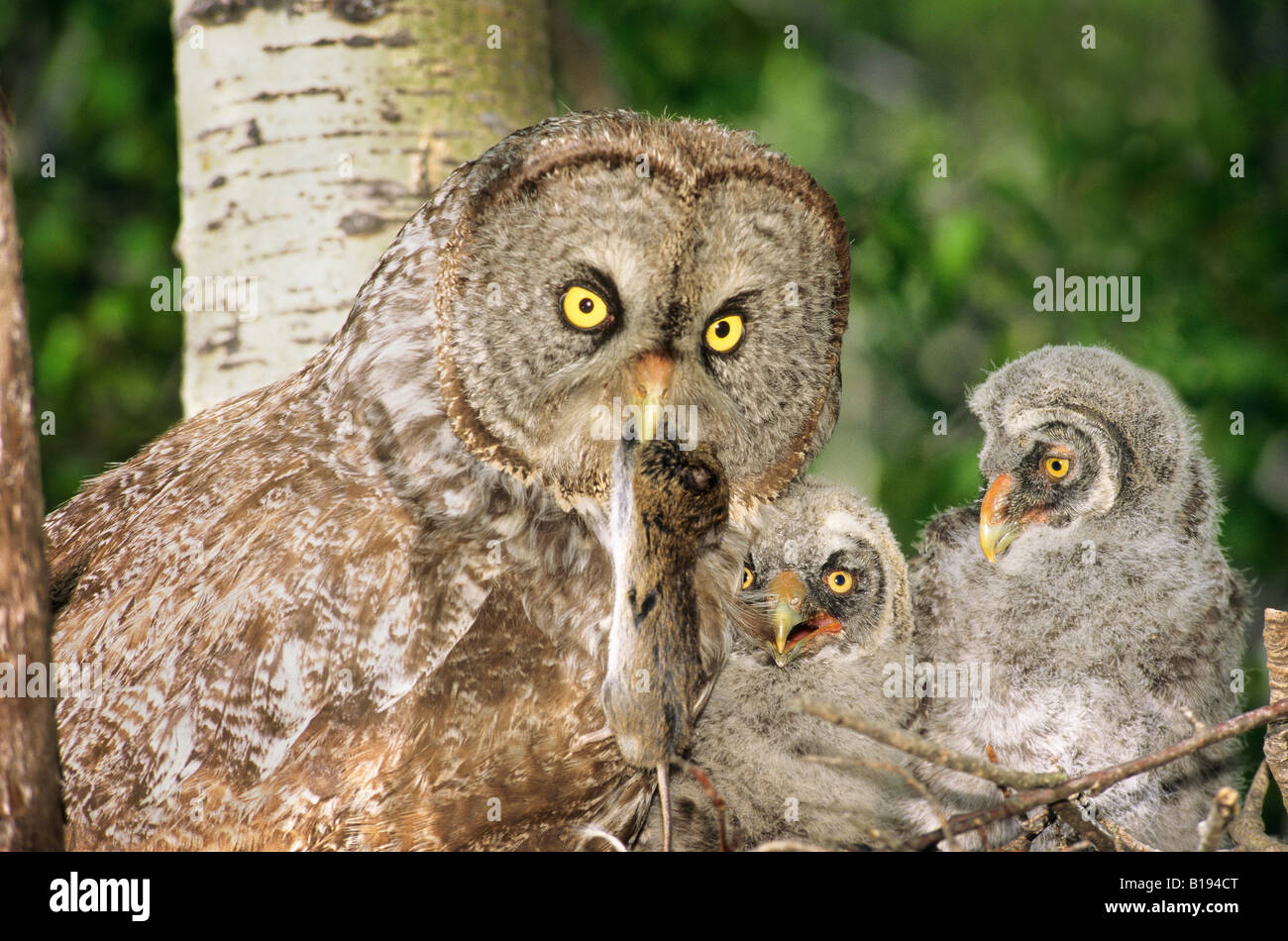 Adult female great gray owl (Strix nebulosa) feeding a vole to its ...