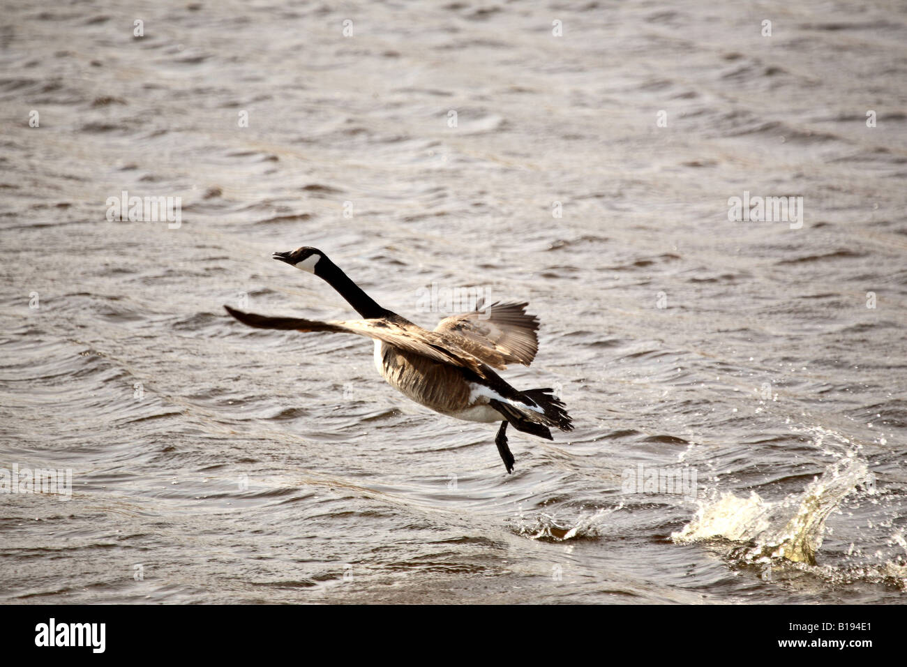 Wingspan canada goose hi-res stock photography and images - Alamy