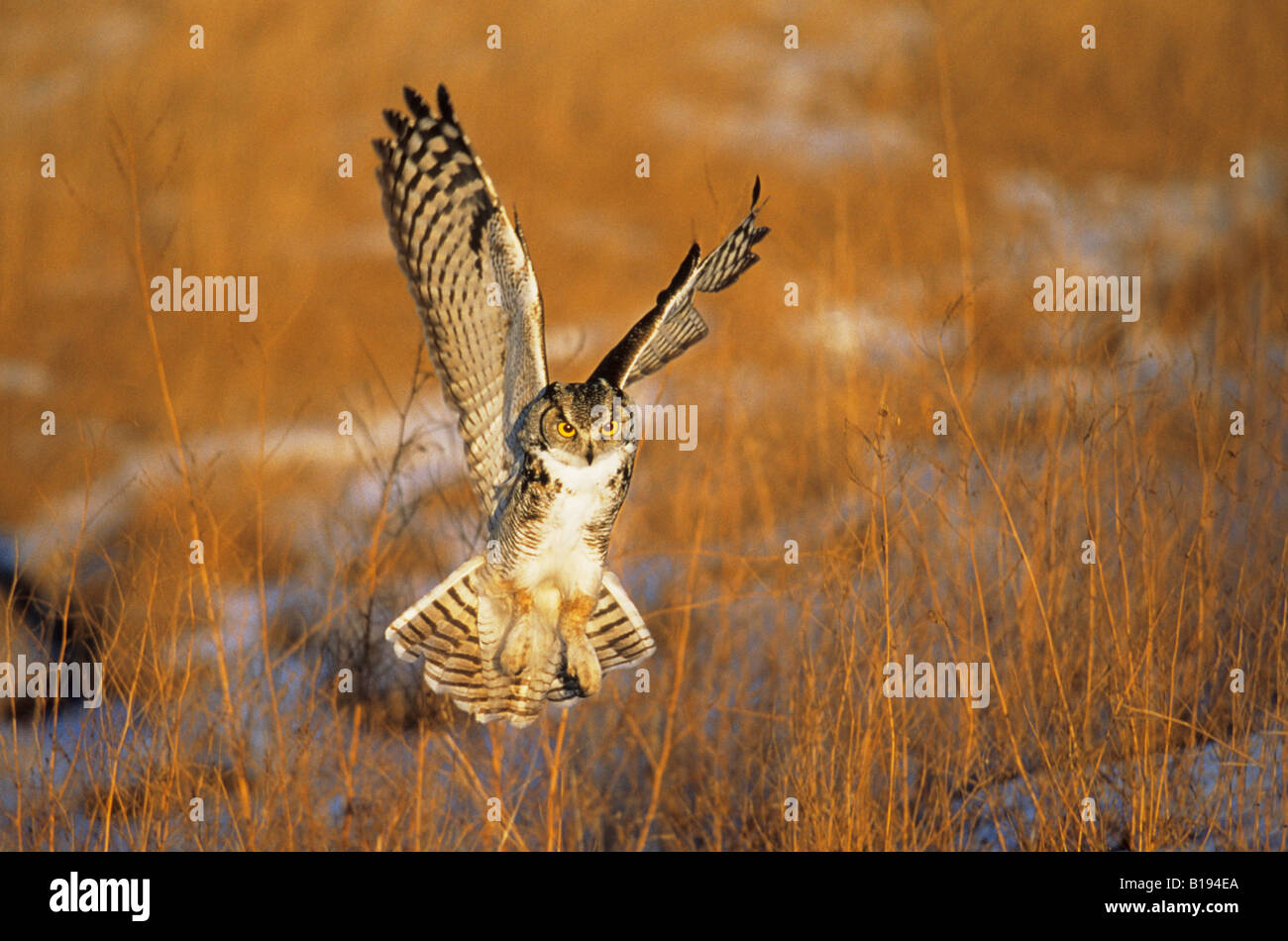 Great Horned Owl Catching Prey