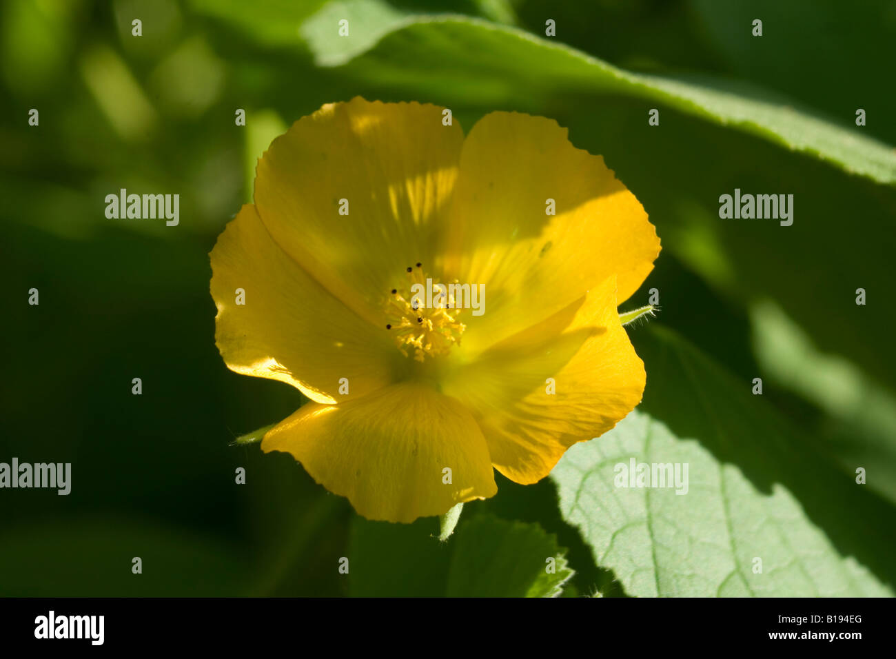 Abutilon hybrid yellow hi-res stock photography and images - Alamy