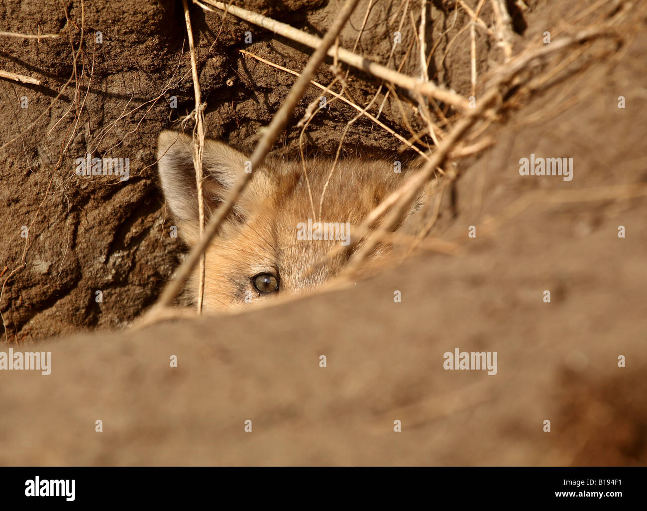 Red Fox pup peaking out of den Stock Photo - Alamy
