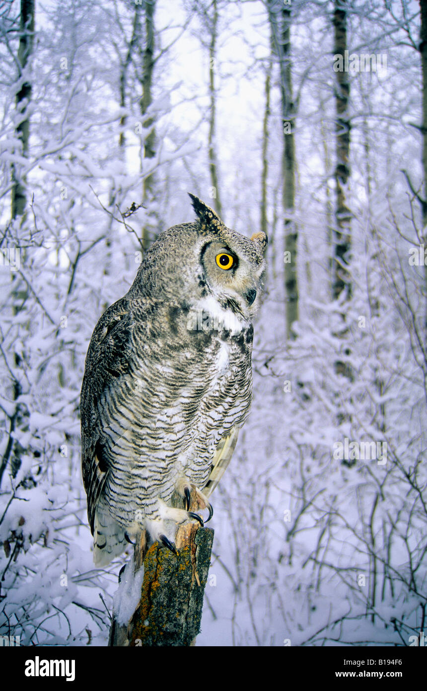 Great Horned Owl Hunting