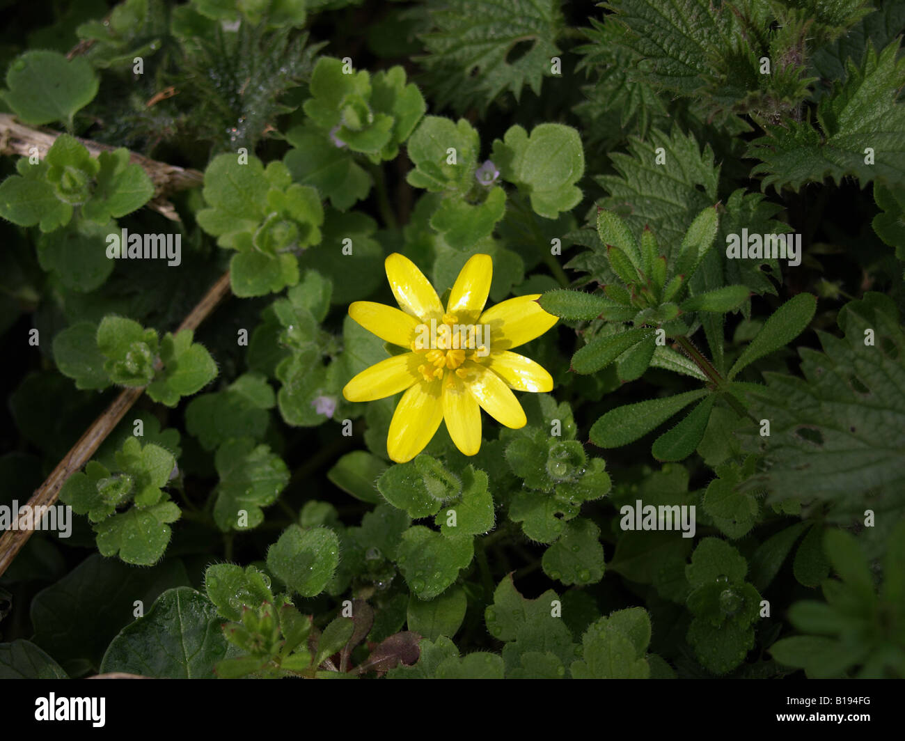 Lesser Celandine Ranunculus ficaria Stock Photo - Alamy