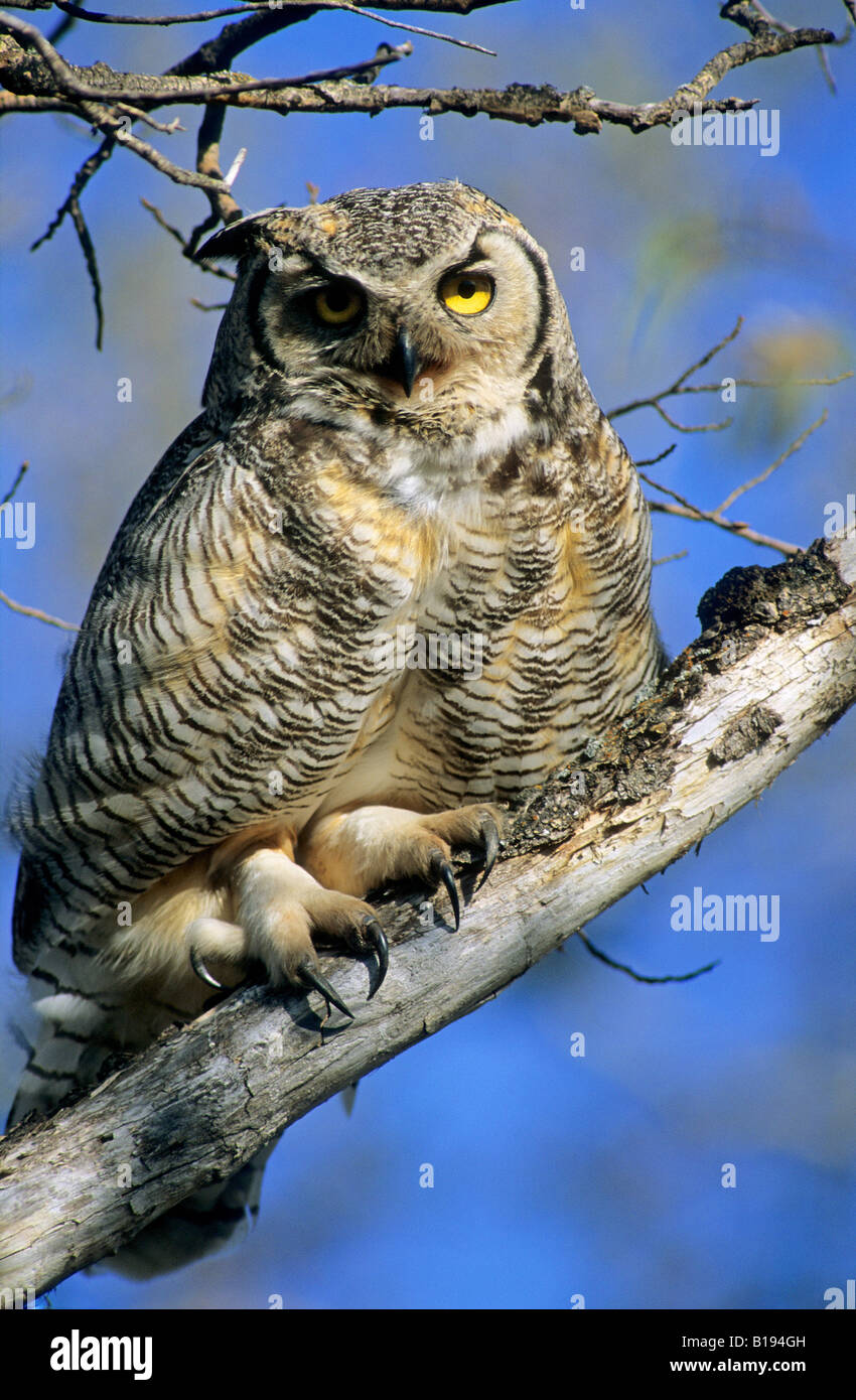 Adult great horned owl (Bubo virginianus) displaying its large taloned ...