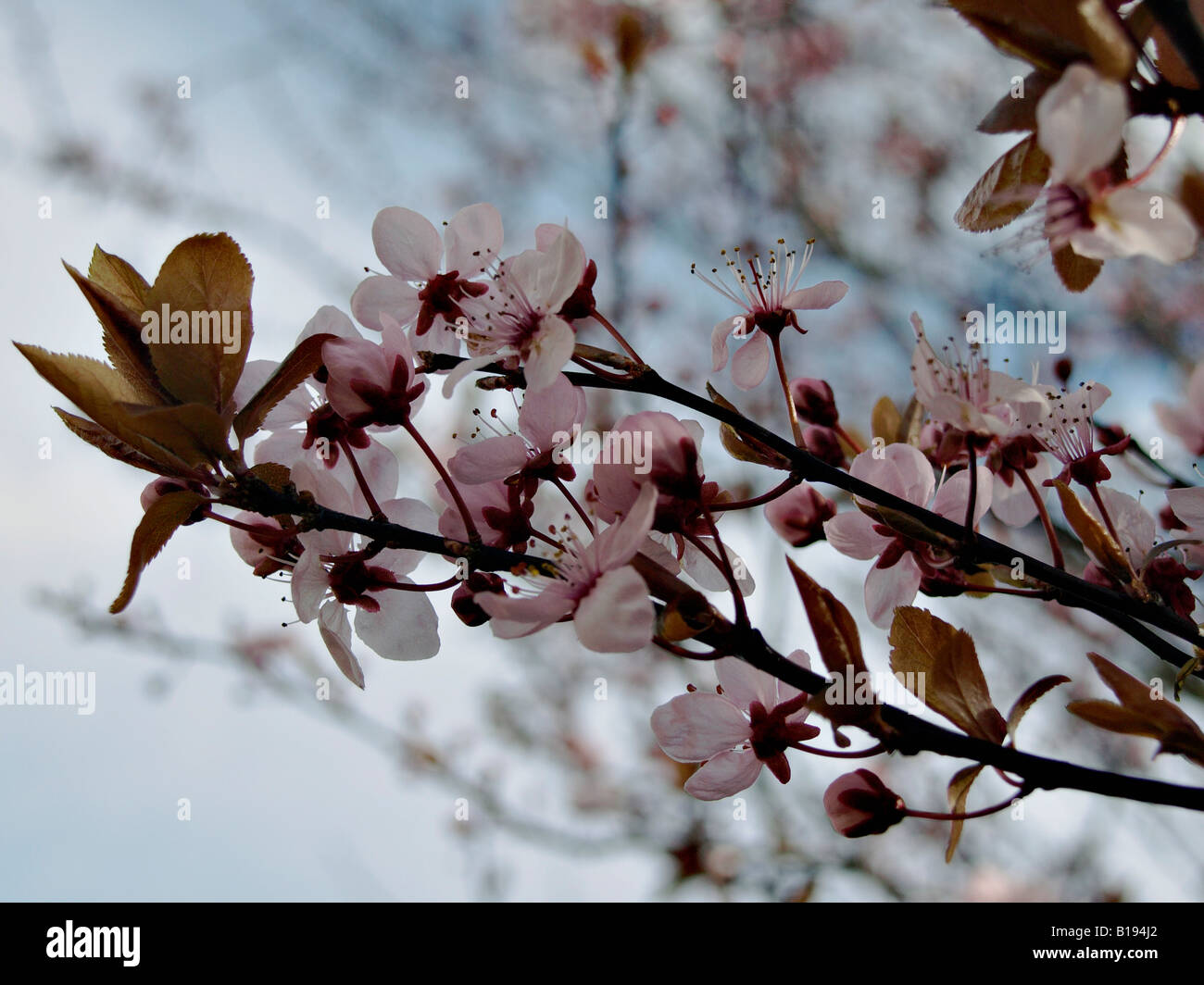 Prunus cerasifera nigra hi-res stock photography and images - Alamy