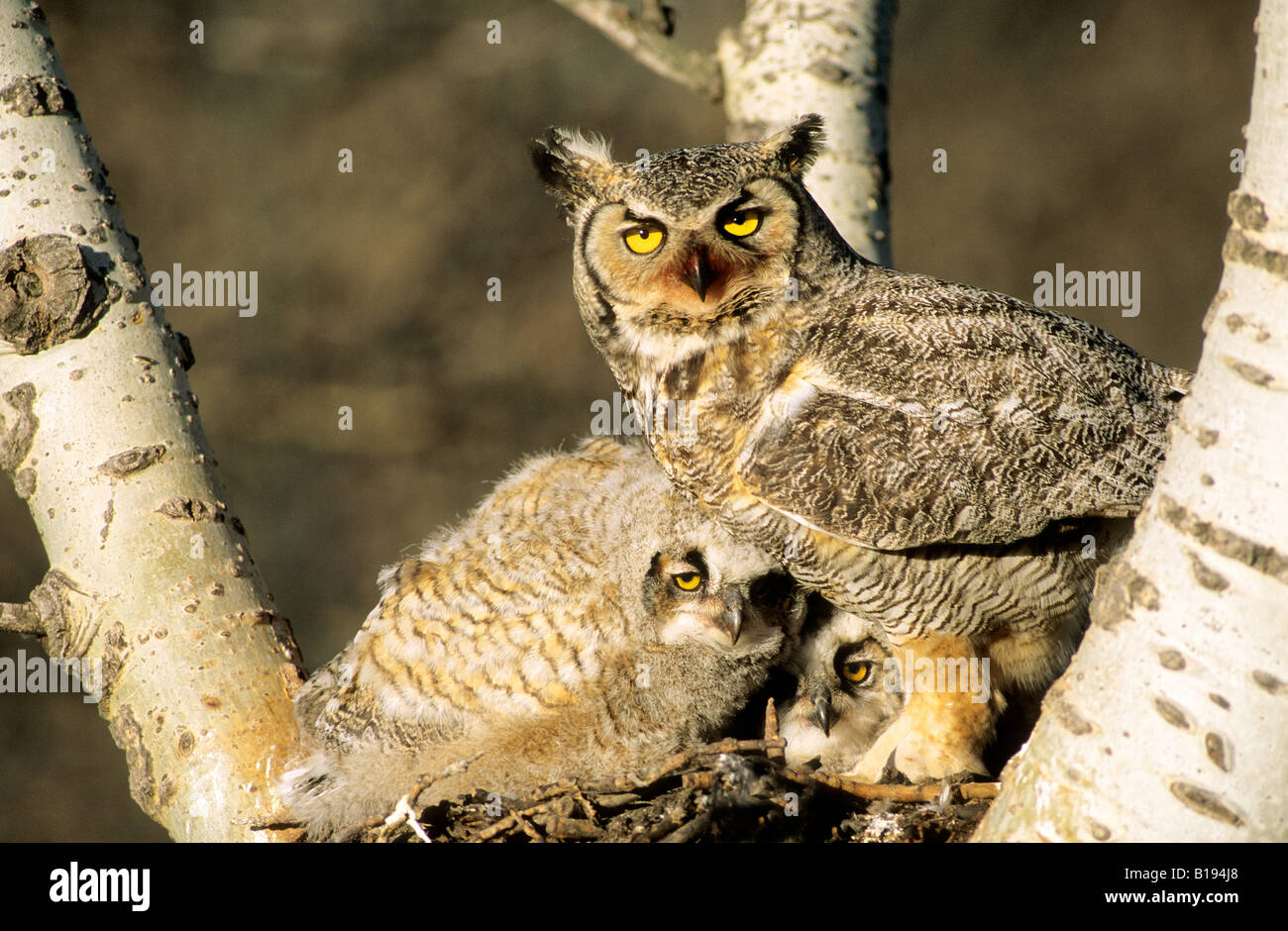 Adult female great horned owl (Bubo virginianus) and month-old ...