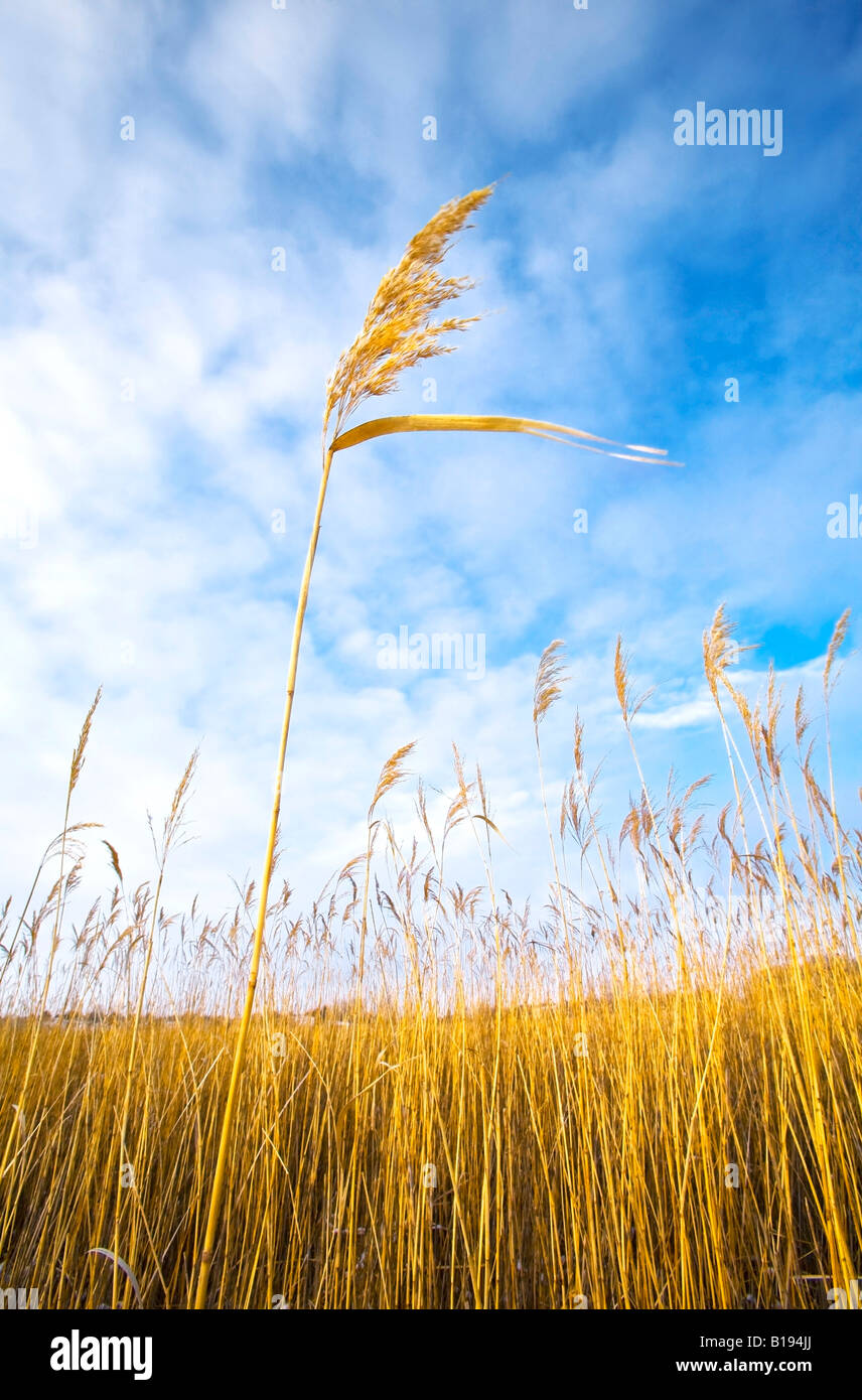 From a low hi-res stock photography and images - Alamy