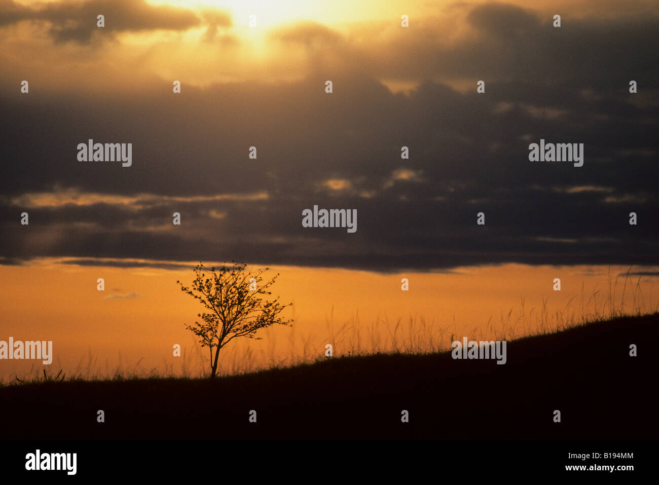 Great Sand Hills, prairie Saskatchewan, Canada Stock Photo - Alamy