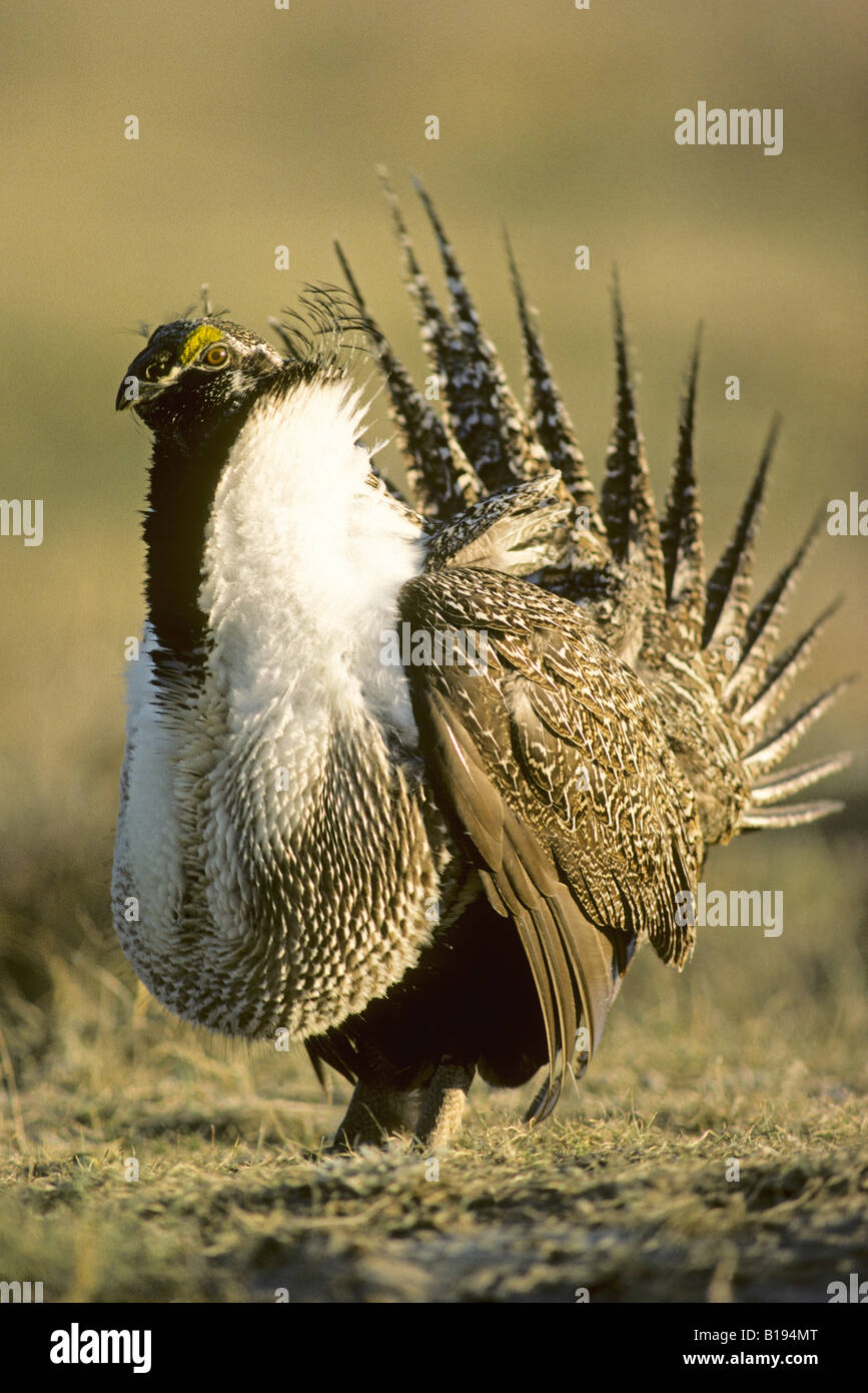 Uroph hi-res stock photography and images - Alamy