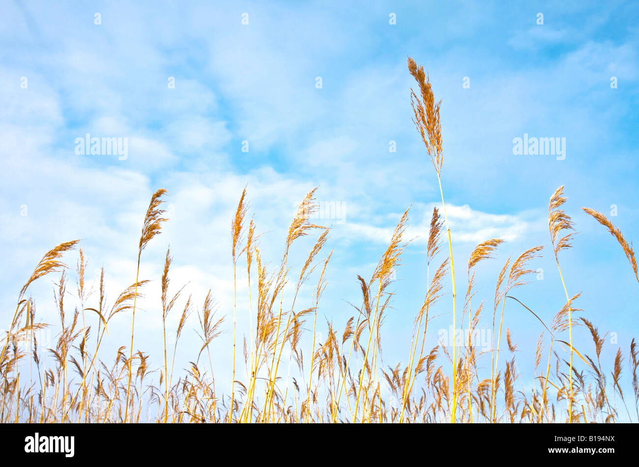 Grainfield wind not person not energy hi-res stock photography and ...