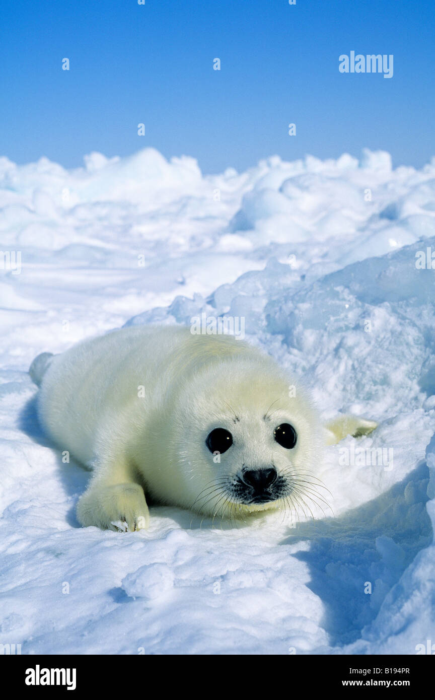 Week-old harp seal (Phoca groenlandica) pup, Gulf of the St. Lawrence River, Canada Stock Photo ...