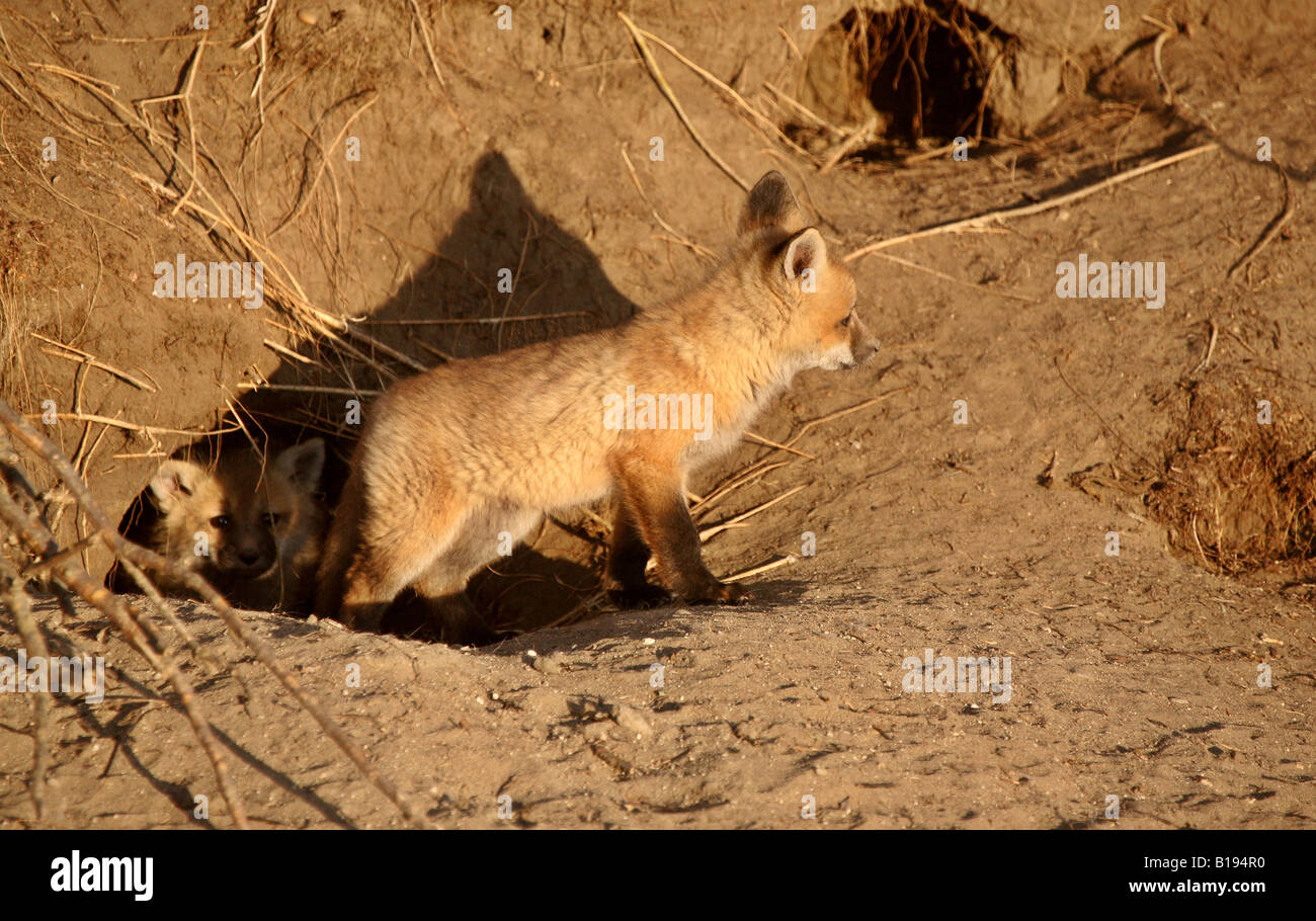 Red fox pups hi-res stock photography and images - Alamy