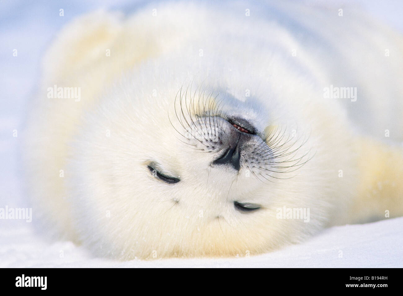 Week-old harp seal (Phoca groenlandica) pup (whitecoat), Gulf of the St. Lawrence River, Canada ...