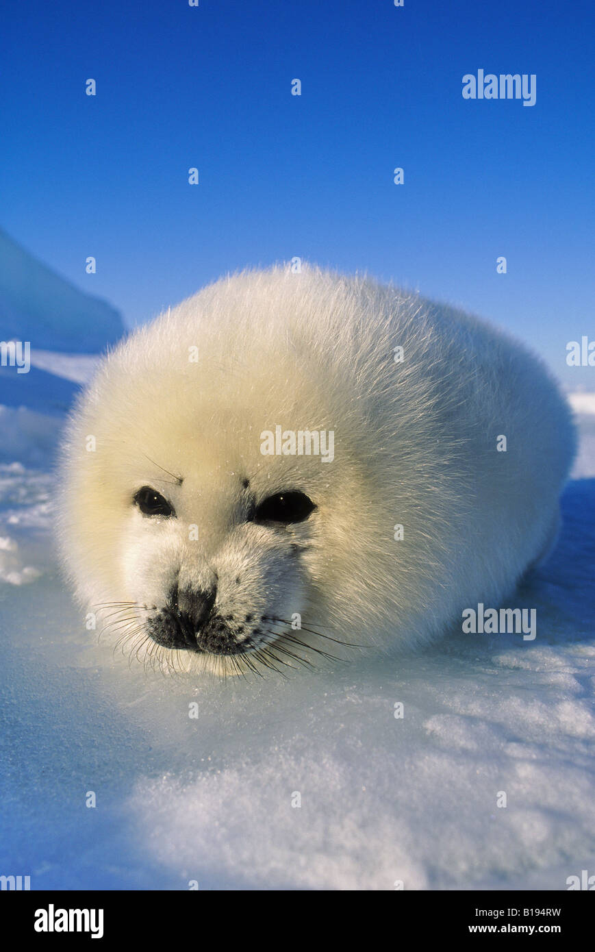 Week-old harp seal (Phoca groenlandica) pup, Gulf of the St. Lawrence River, Canada Stock Photo ...