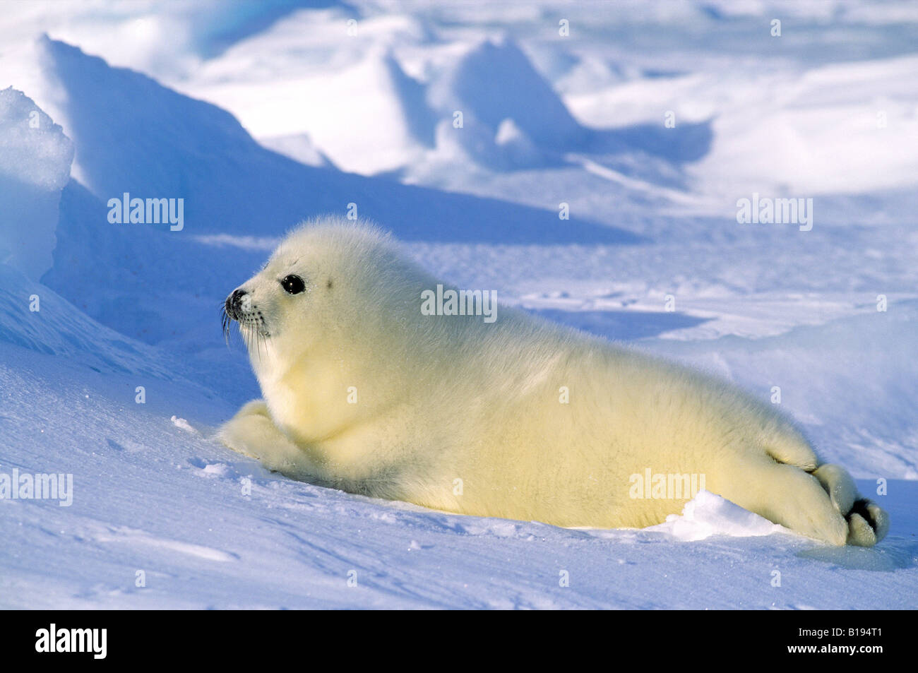 Week-old harp seal (Phoca groenlandica) pup, Magdalen islands, Quebec, Canada Stock Photo - Alamy