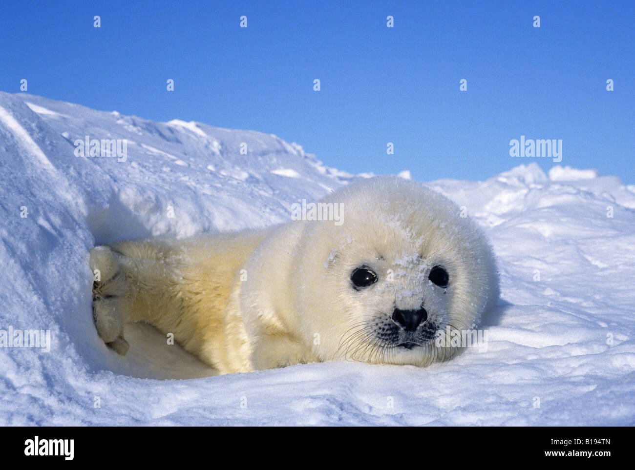 Week-old harp seal (Phoca groenlandica) pup(yellowcoat), Gulf of the St. Lawrence River, Canada ...
