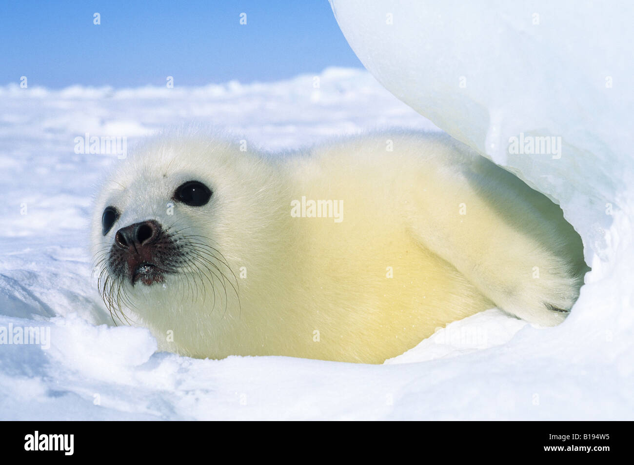 Newborn Baby Harp Seals