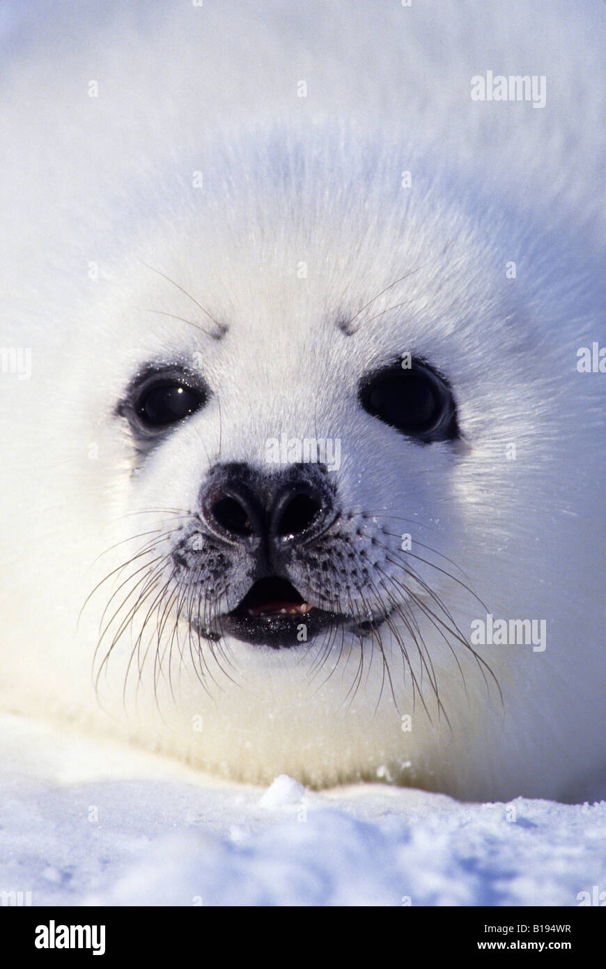 Week-old harp seal (Phoca groenlandica) pup (whitecoat), Gulf of the St. Lawrence River, Canada ...