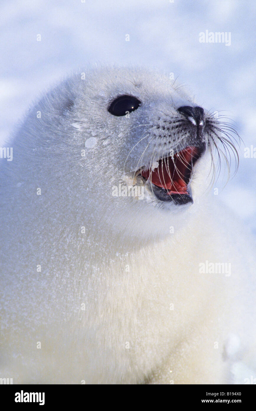 Week-old harp seal (Phoca groenlandica) pup (whitecoat), Gulf of the St. Lawrence River, Canada ...