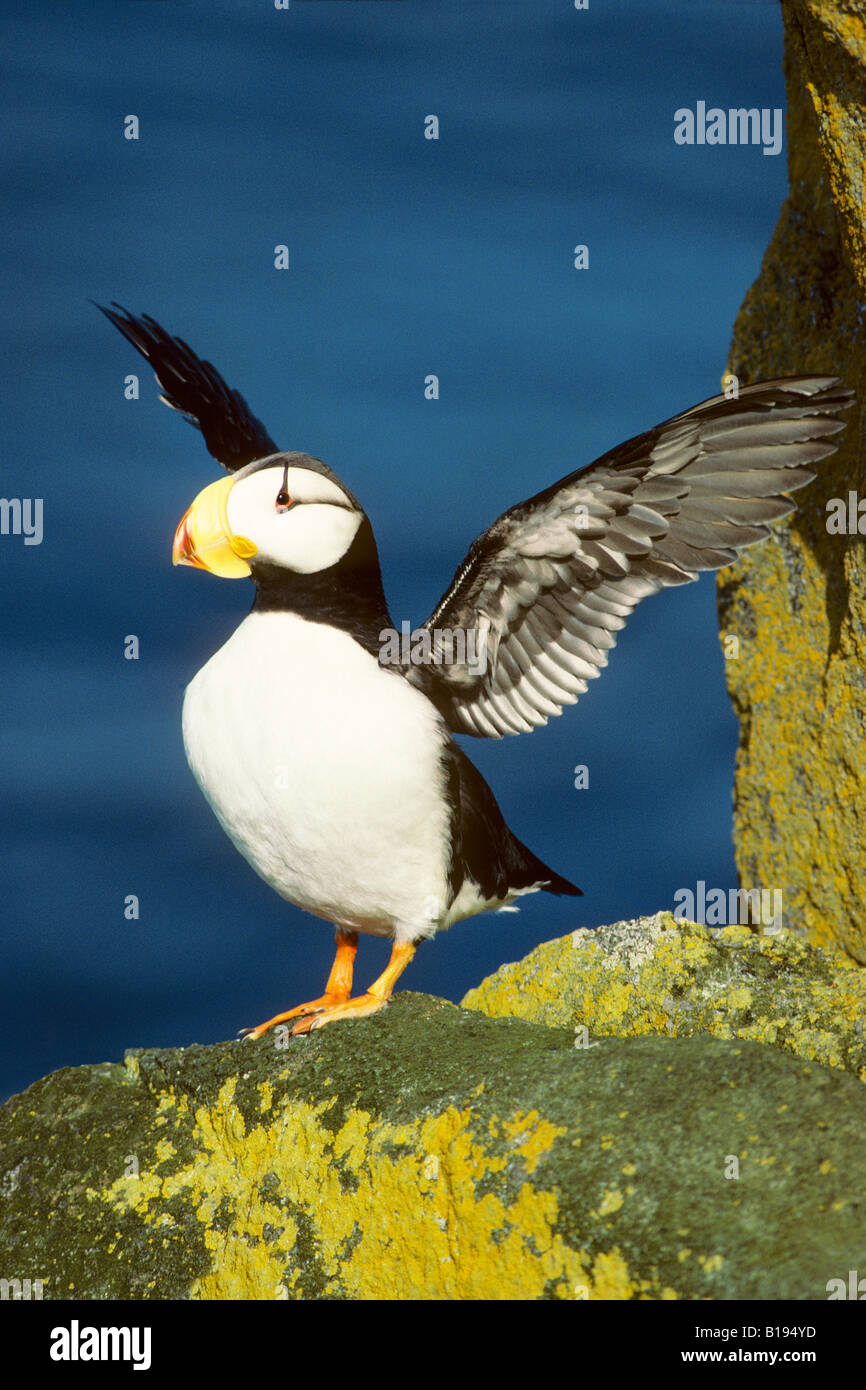 Adult horned puffin (Fratercula corniculata) settling feathers on a ...