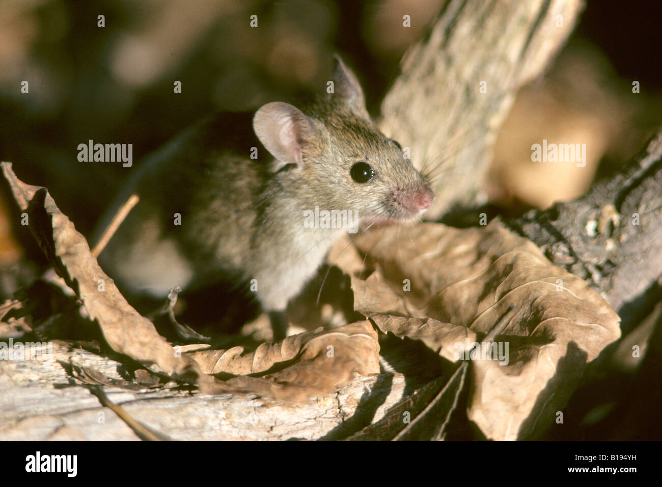 House mouse image hi-res stock photography and images - Alamy