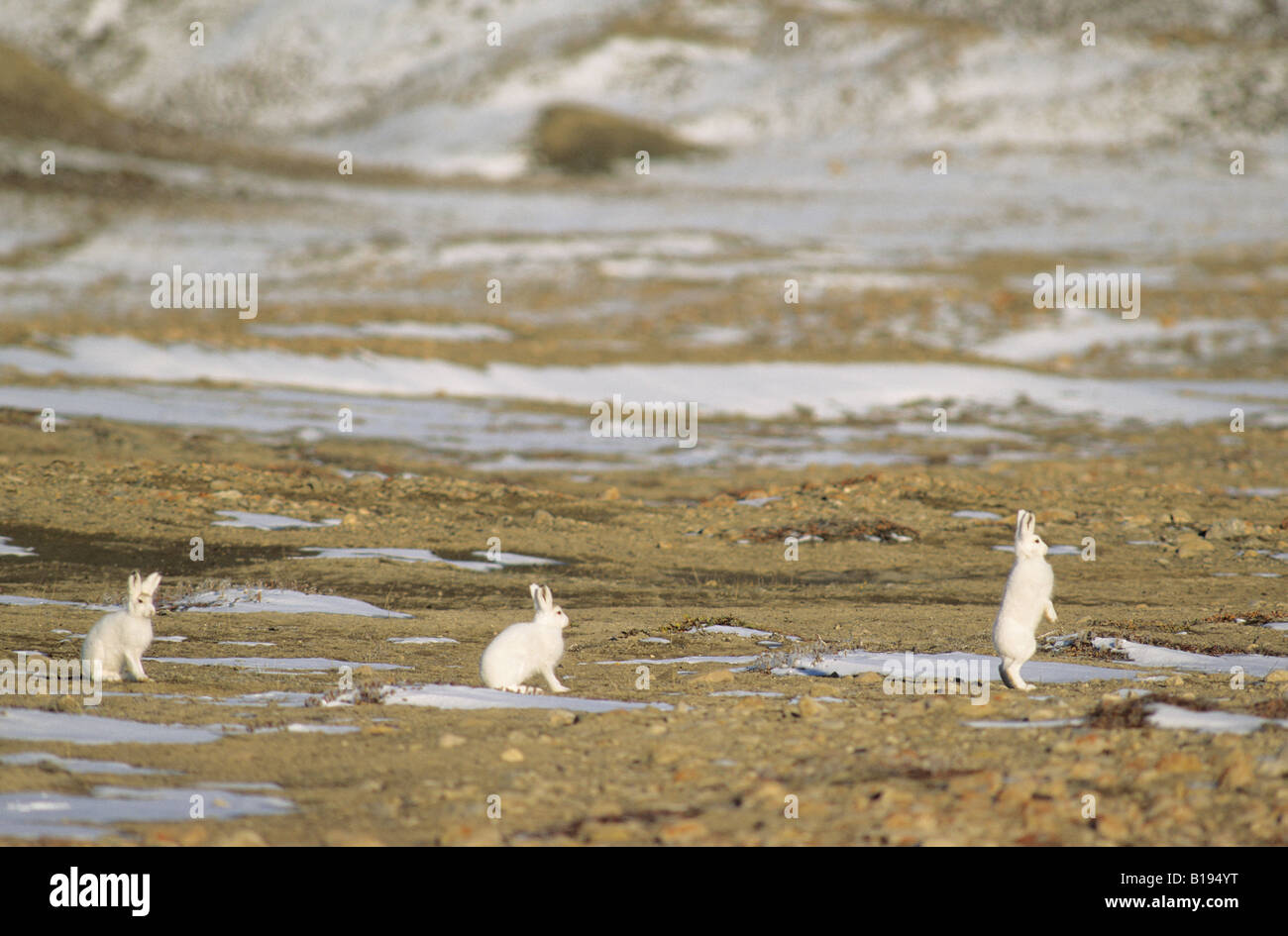 Adult arctic hare (Lepus arcticus), northern Ellesmere Island, Nunavut ...