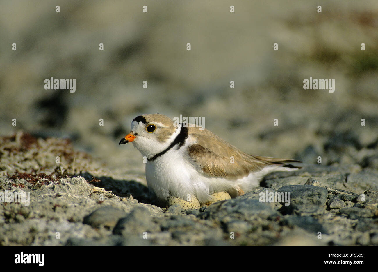 Incubating adult piping plover (Charadrius melodus), aspen parklands ...
