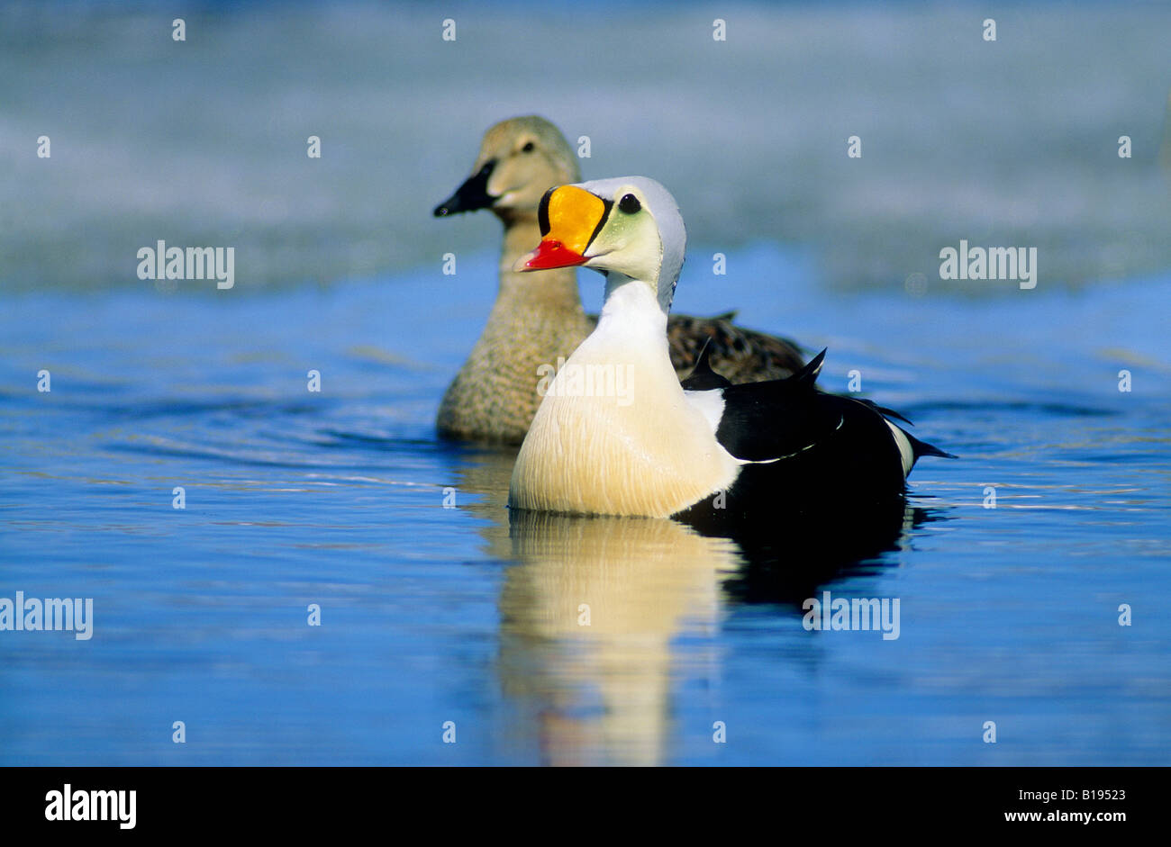 Male and female king eiders (Somateria spectabilis) on a tundra pond on ...