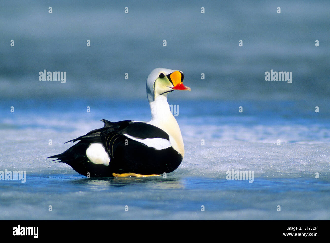 Male king eider (Somateria spectabilis) resting on the ice of a frozen ...