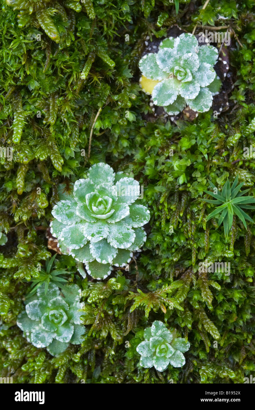 Wild flora at pyrenees Stock Photo - Alamy