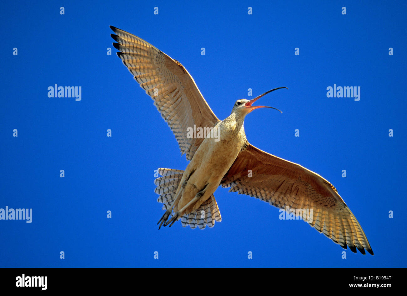 Long-billed curlew (Numenius americanus), prairie Alberta, Canada Stock ...