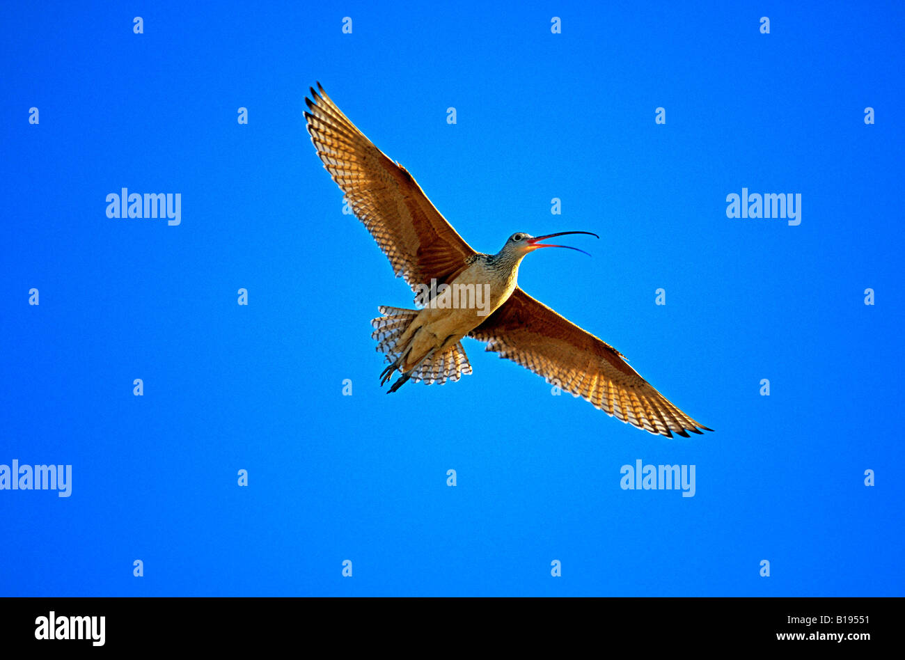 Long-billed curlew (Numenius americanus), prairie Alberta, Canada Stock ...