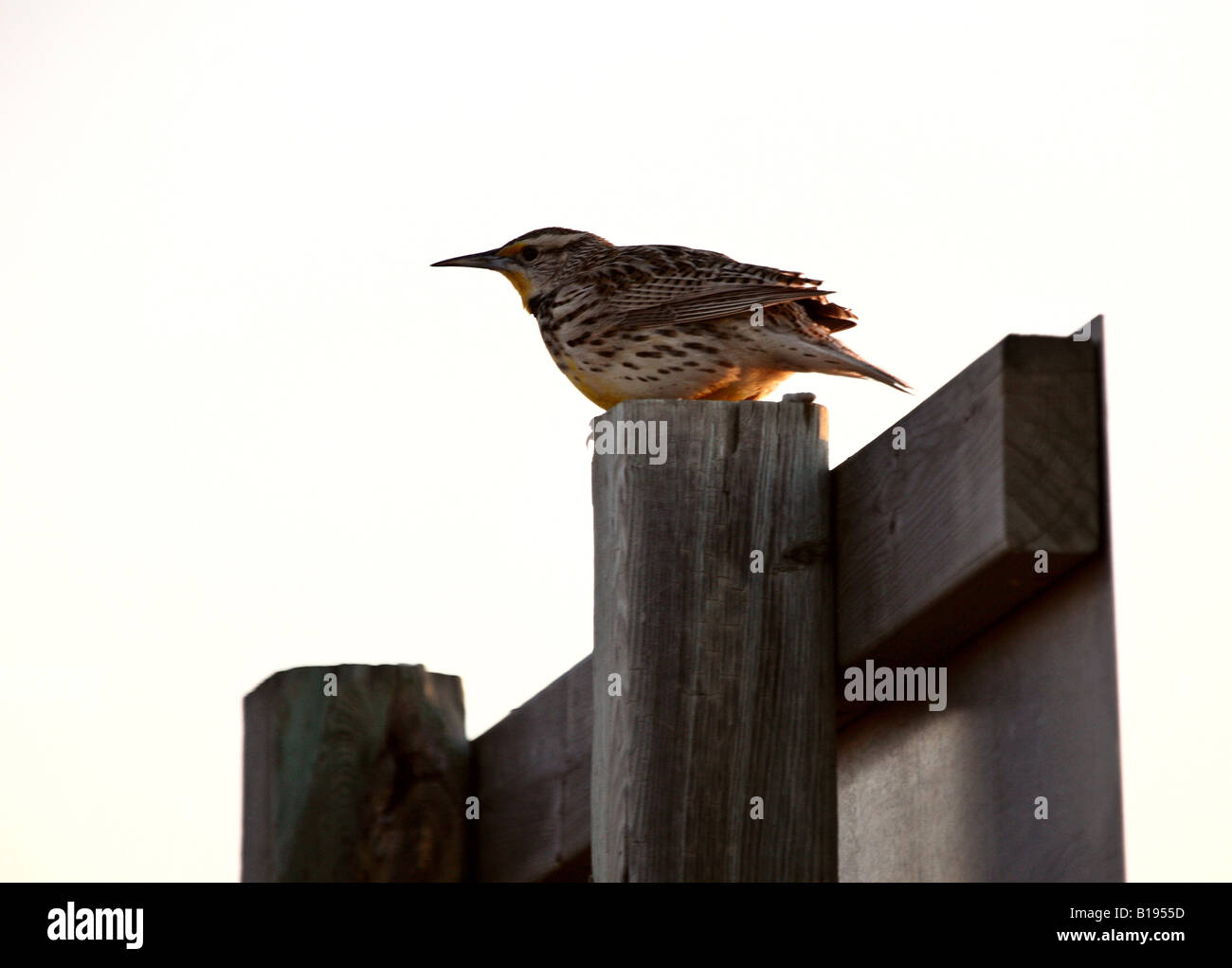 Western Meadowlark perched on sign post Stock Photo - Alamy