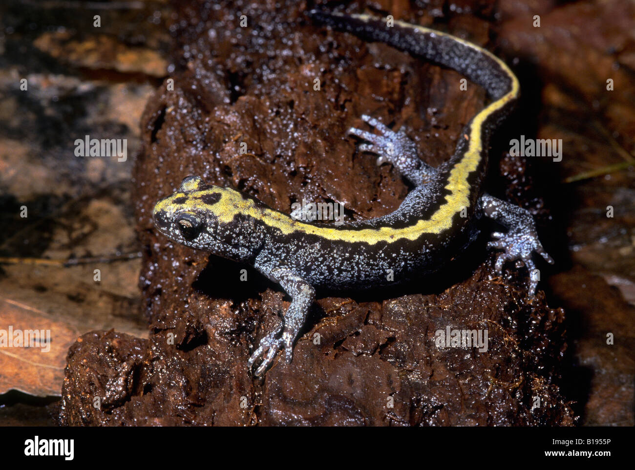 Long tailed salamanders hi-res stock photography and images - Alamy