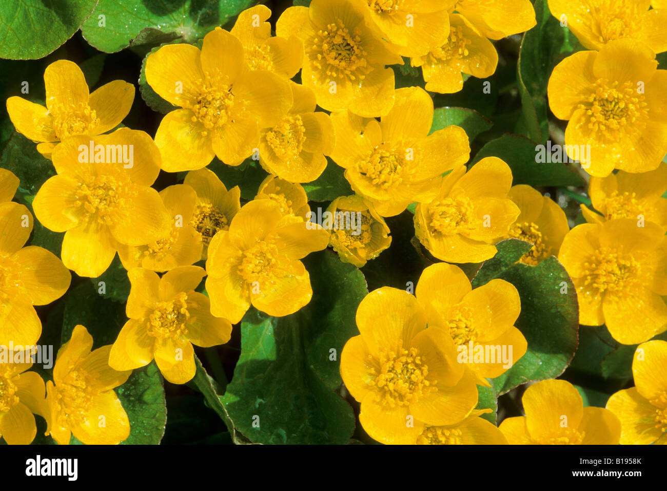 Marsh marigold (Catha palustris), boreal Alberta, Canada Stock Photo ...