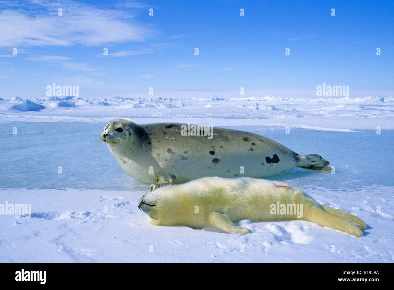 Mother harp seal (Phoca groenlandica) and pup (yellowcoat), Gulf of the St. Lawrence River ...