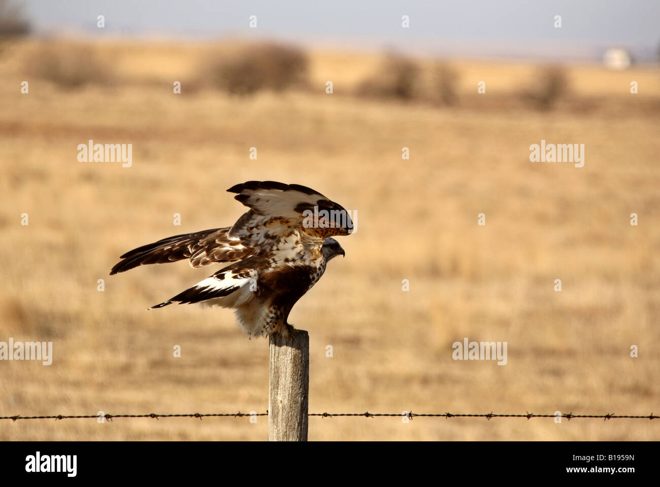 Rough legged hawk perched hi-res stock photography and images - Alamy