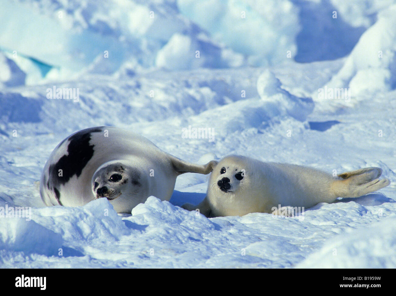 Mother harp seal (Phoca groenlandica) and pup (yellowcoat), Gulf of the St. Lawrence River ...